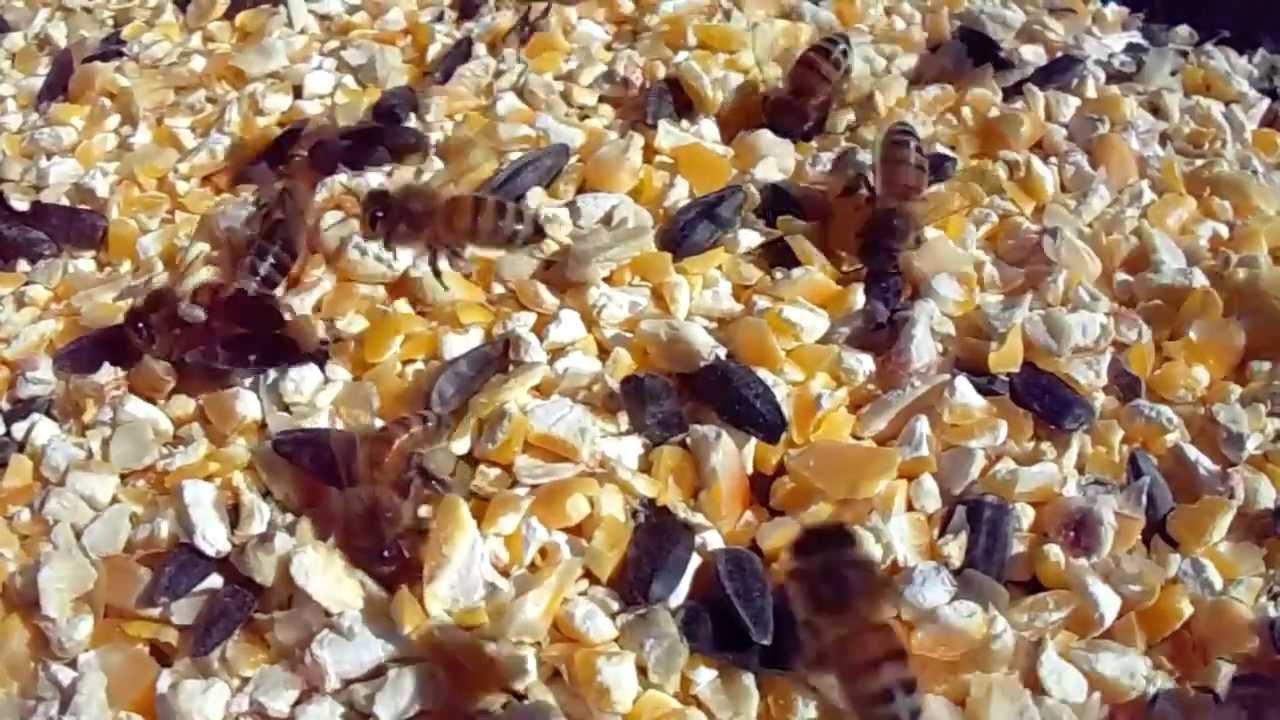 Honey Bees Enjoying Corn - YouTube