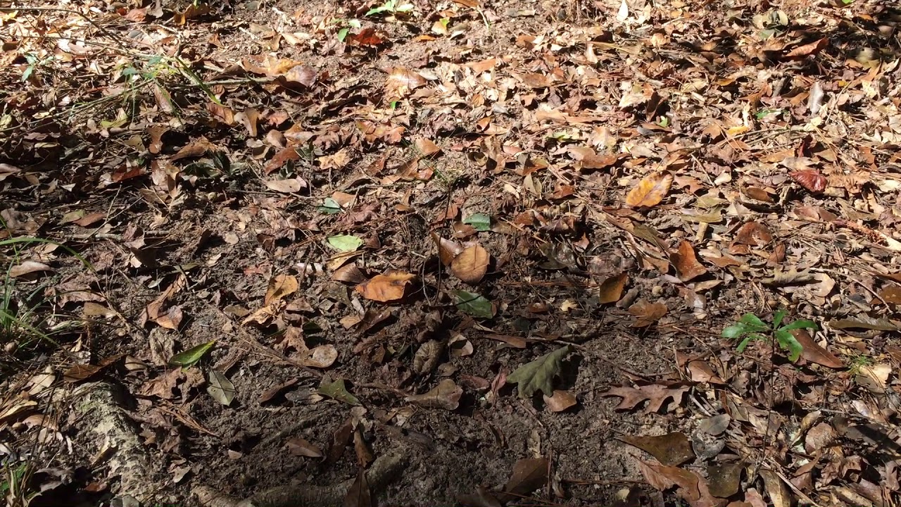 Sam Houston National Forest - October 31, 2020 - Ground Scrapes - YouTube