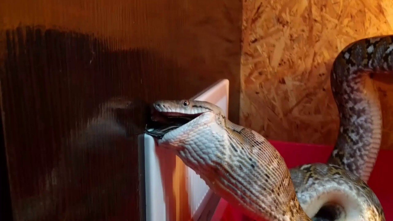 Feeding dwarf retic Zeus - YouTube