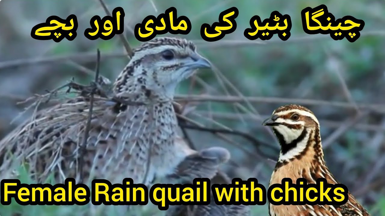 Female Rain quail sound |chinga madi batair ki awaz | Female Rain quail ...