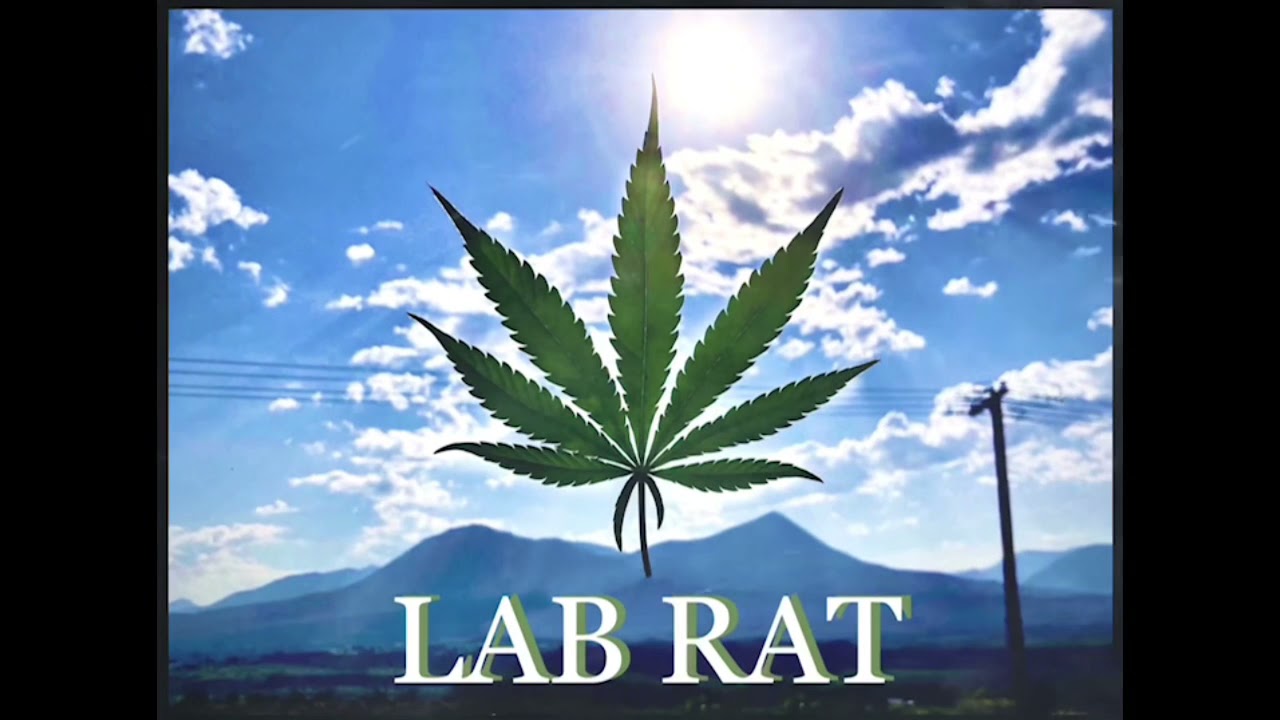 BôH - Lab Rat (feat. dombaron) - YouTube