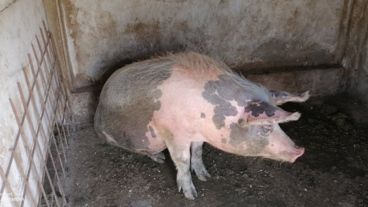 ‼️De ce am ales sa sacrific scroafa landrac și sa aduc pietrean⁉️ - YouTube