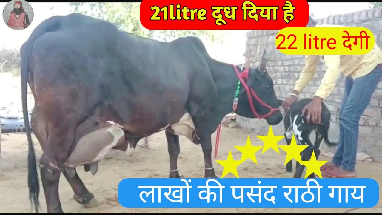 🙏🙏 top quality rathi cow - rathi cow - desi cow - Rathi - YouTube