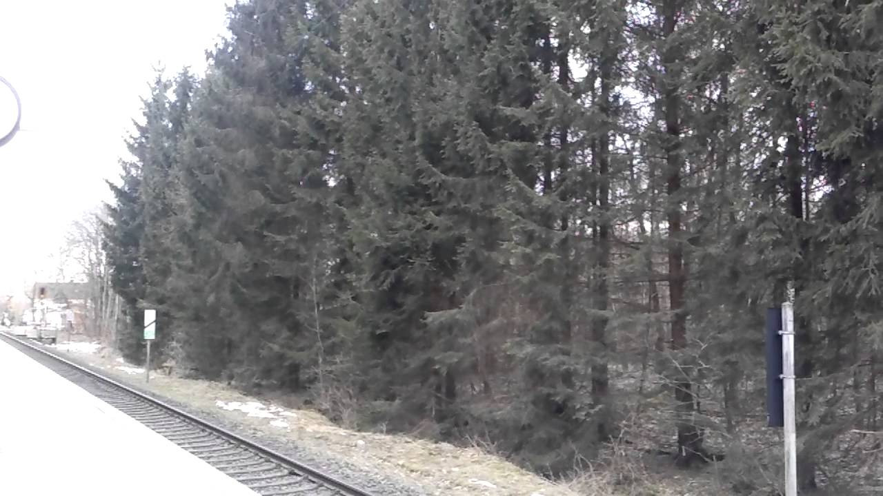 German Birds Singing - YouTube