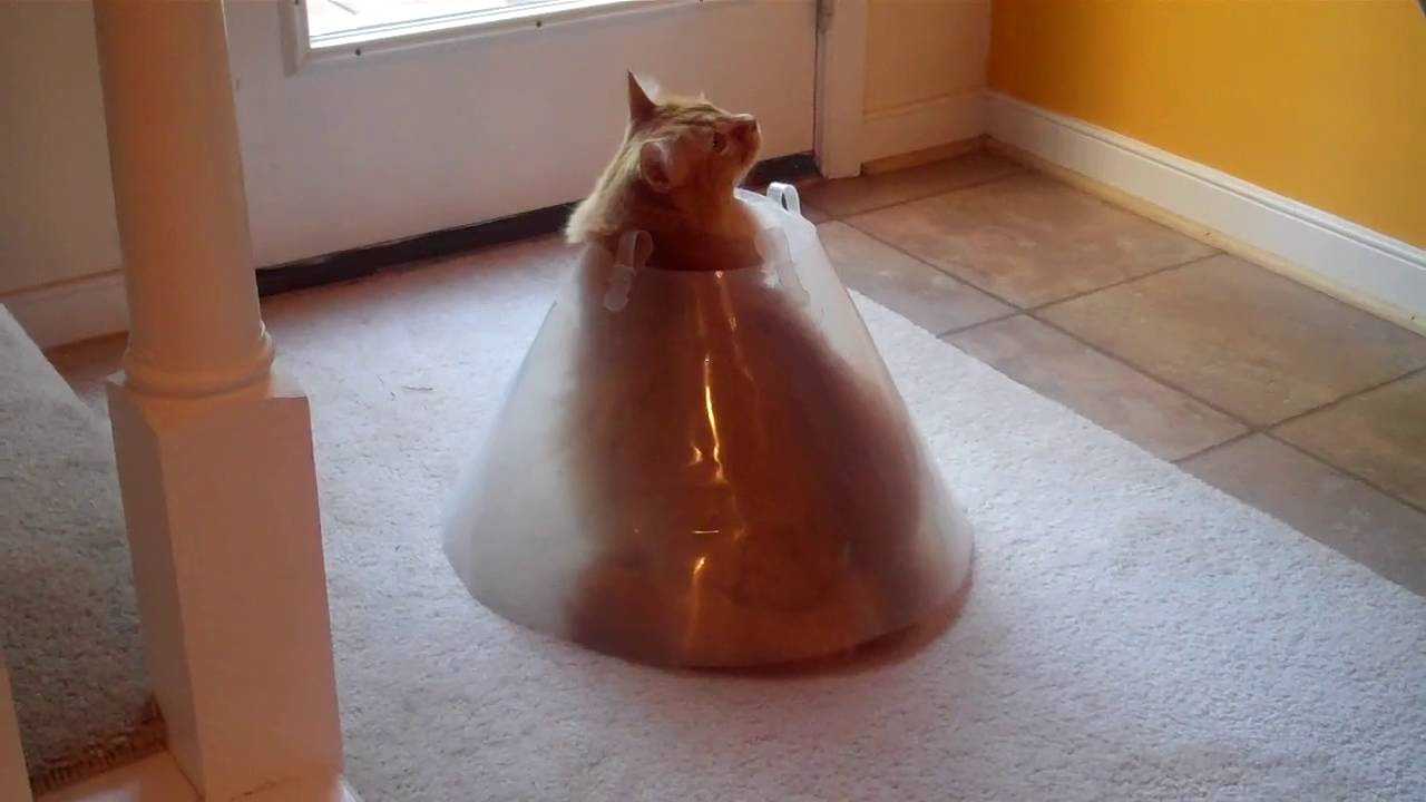 Cat Jumps in Plastic Cone - YouTube