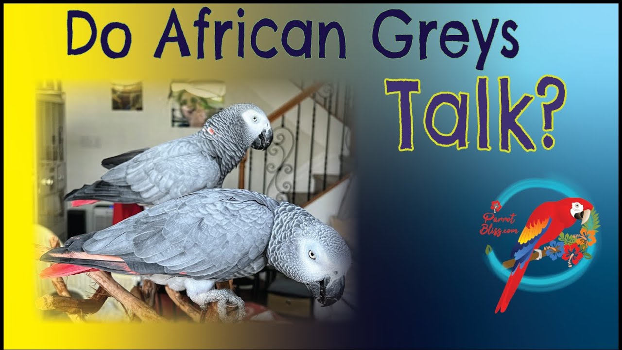 Do African Grey #Parrots ALL Talk? #Parrot_Bliss #African_Grey - YouTube