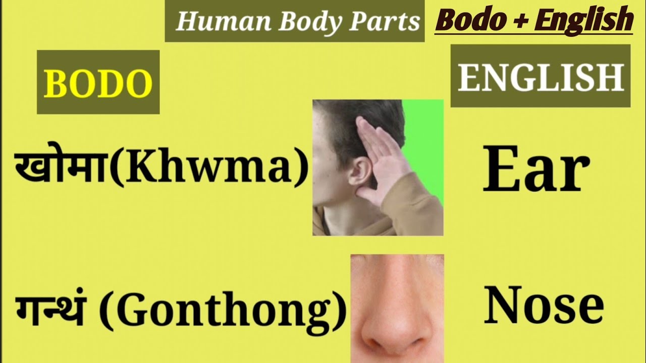 Human Body Parts in Bodo and English with Picture || Parts of the Body ...