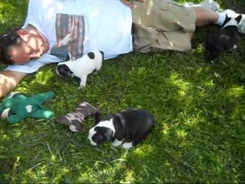 frenchbo ~ Faux frenchie ~ Faux FrenchBo Bulldog ~ Puppies ~ Oregon ...