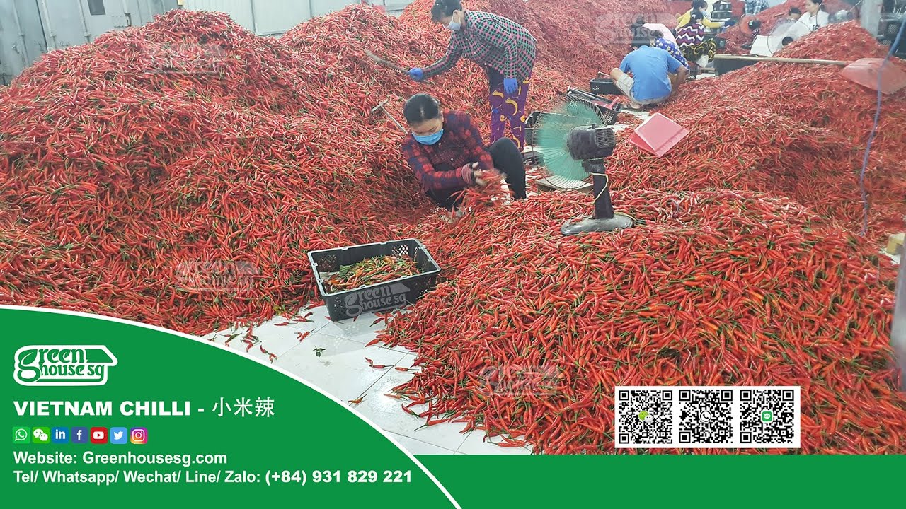 Vietnam chilli- Red chilli harvest & packing for export- 越南辣椒 -พริกแดง ...