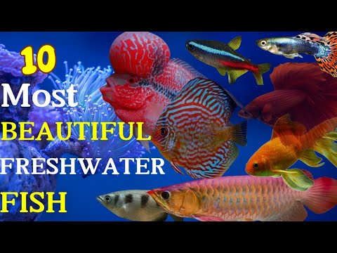 Top 10 most beautiful freshwater fish - YouTube
