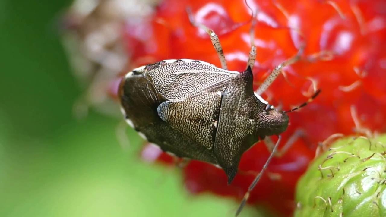 Spiny Stink Bug Sucking Raspberry トゲカメムシがクマイチゴの実を吸汁 - YouTube
