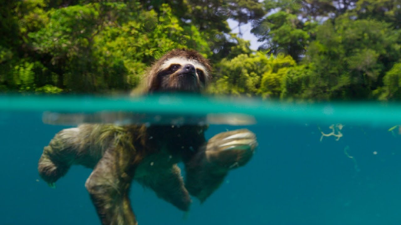 Sloth Can Swim - YouTube