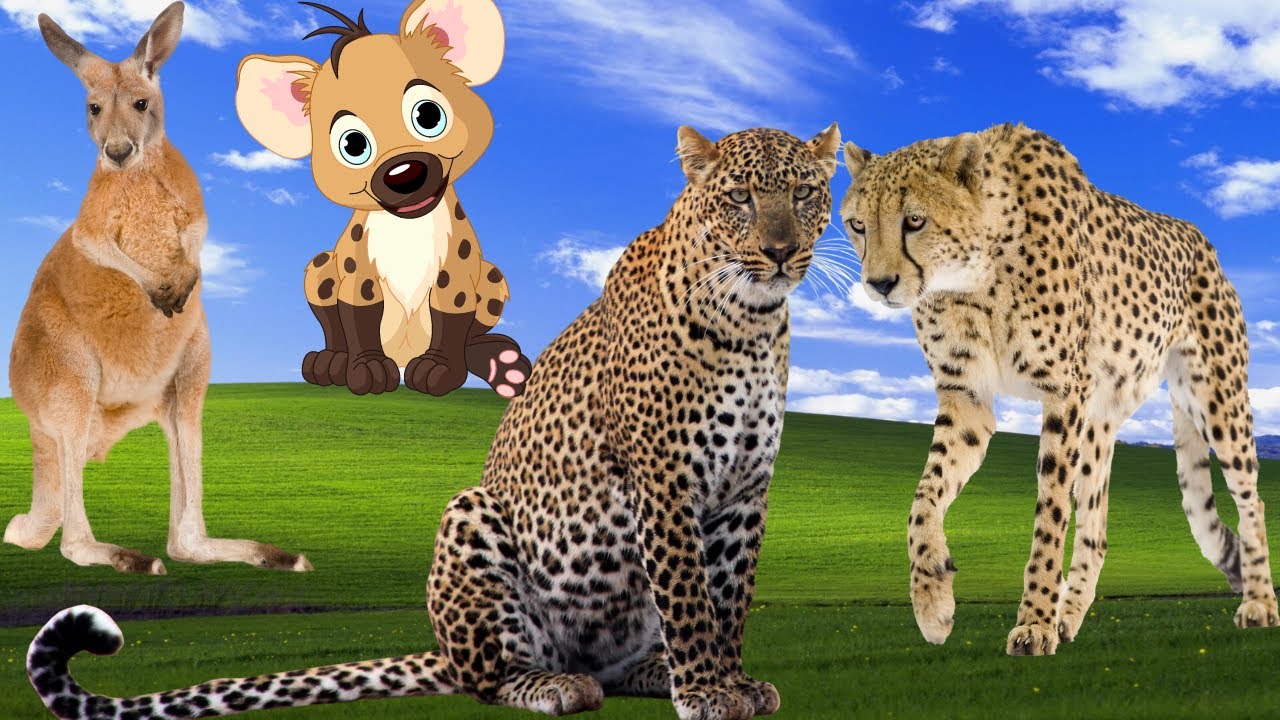 Wildlife World Moments | Kangaroo, Hyena, Cheetah, Leopard | Beautiful ...