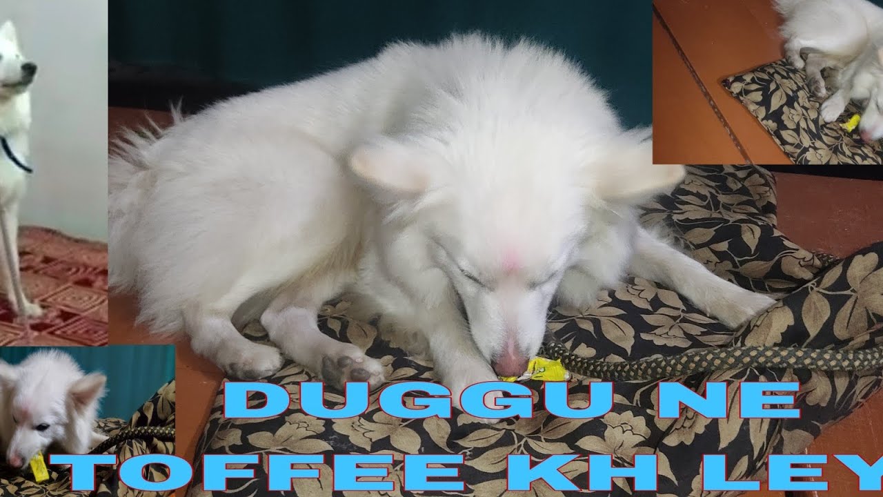Duggu na toffee kh leye😂 - YouTube