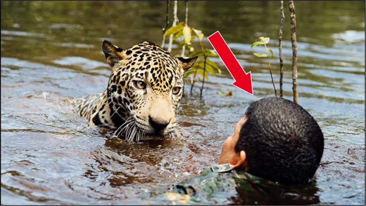 The Jaguar Drowned in the River and What This Man Did Is Simply Amazing ...
