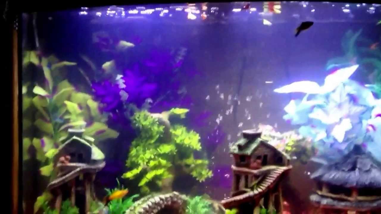 40 gallon bow front community tank - YouTube