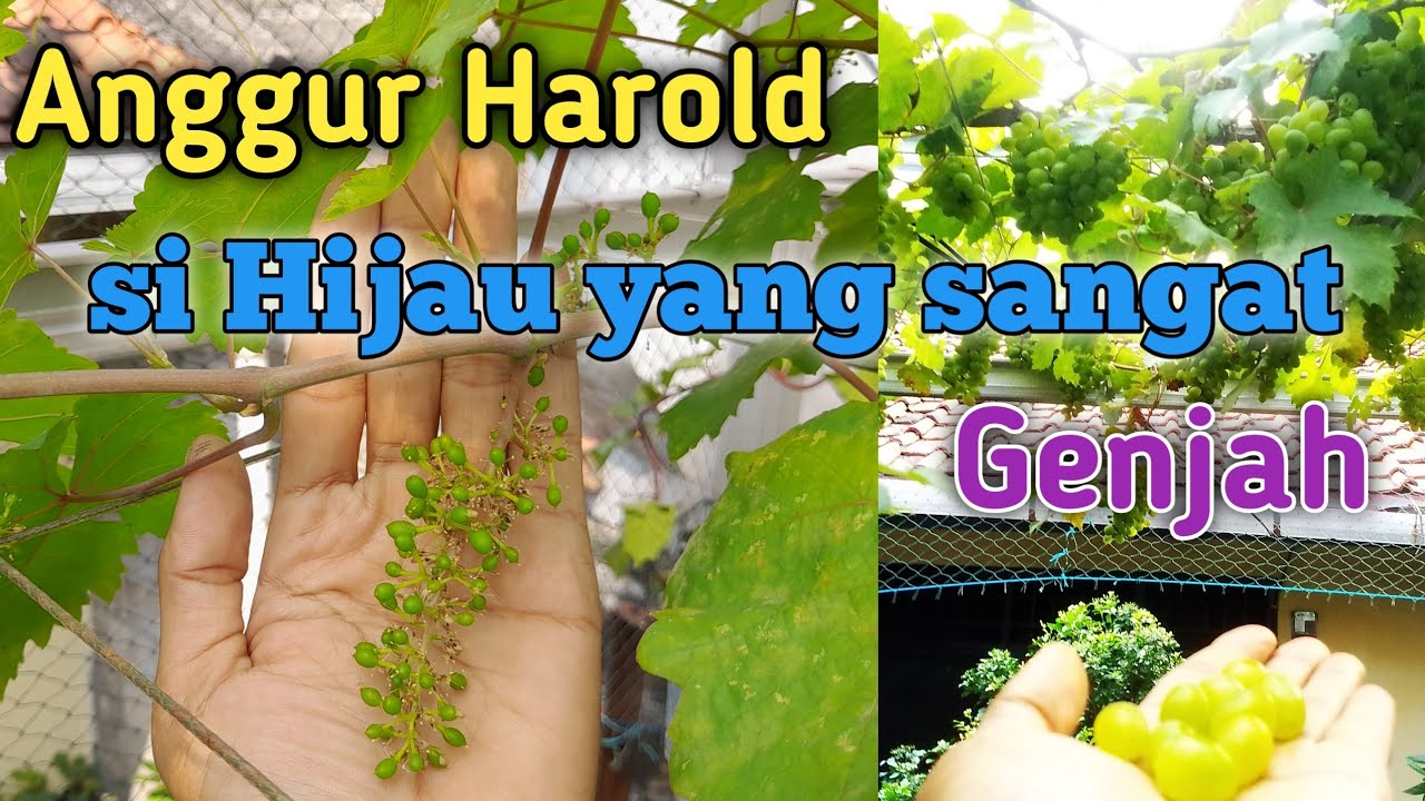 Foundation Pruning, Anggur Harold sangat GENJAH tanpa pupuk pembuahan ...