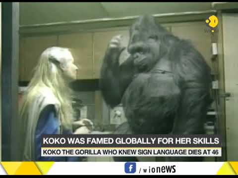 Koko, the gorilla who mastered sign language, dies at 46 - YouTube