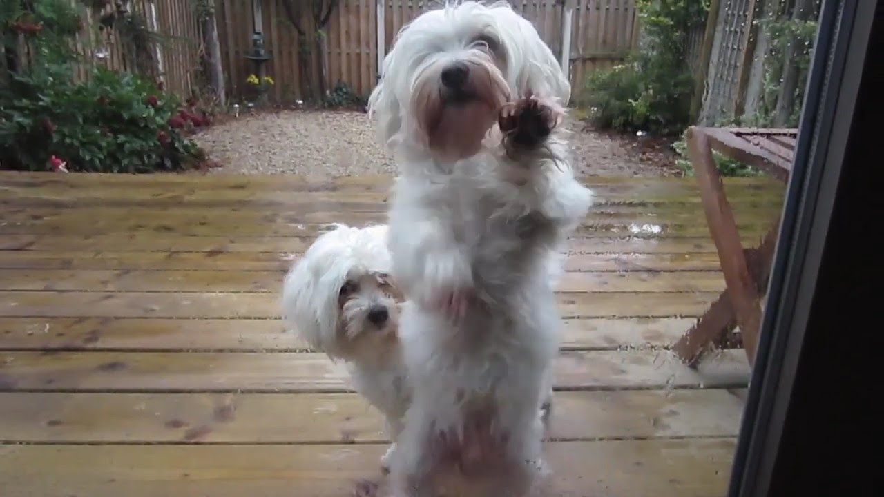 DANCING MALTESE PUPPIES - YouTube