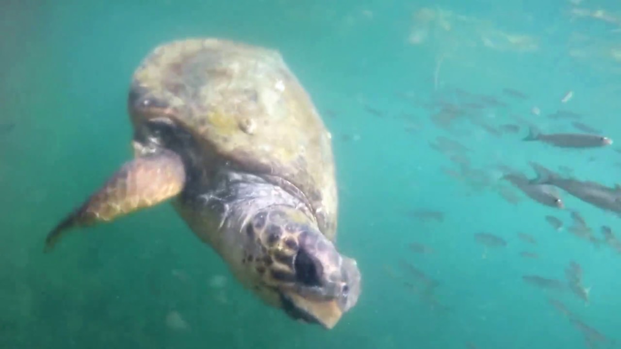 Loggerhead Turtles, Argostoli Harbour, Kefalonia 2016 - YouTube