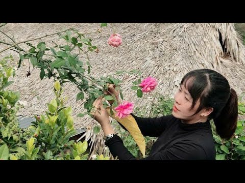 Country life and beautiful scene near my home, daily life - YouTube