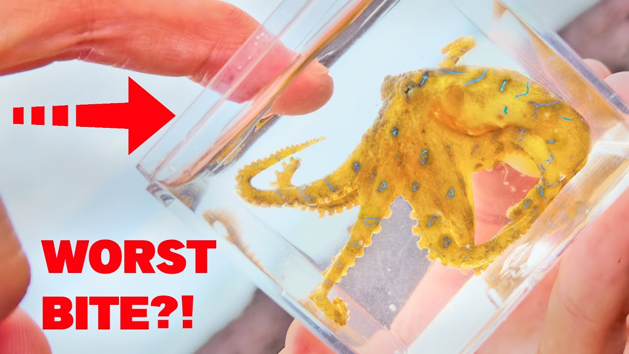 Blue Ringed Octopus Venom