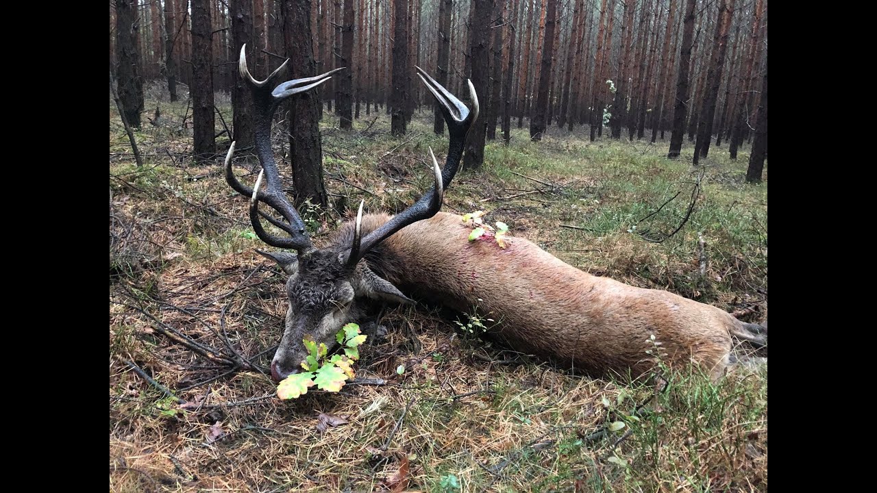 Red stag hunting - www.ultimatehunting.eu - hunting in Poland - YouTube