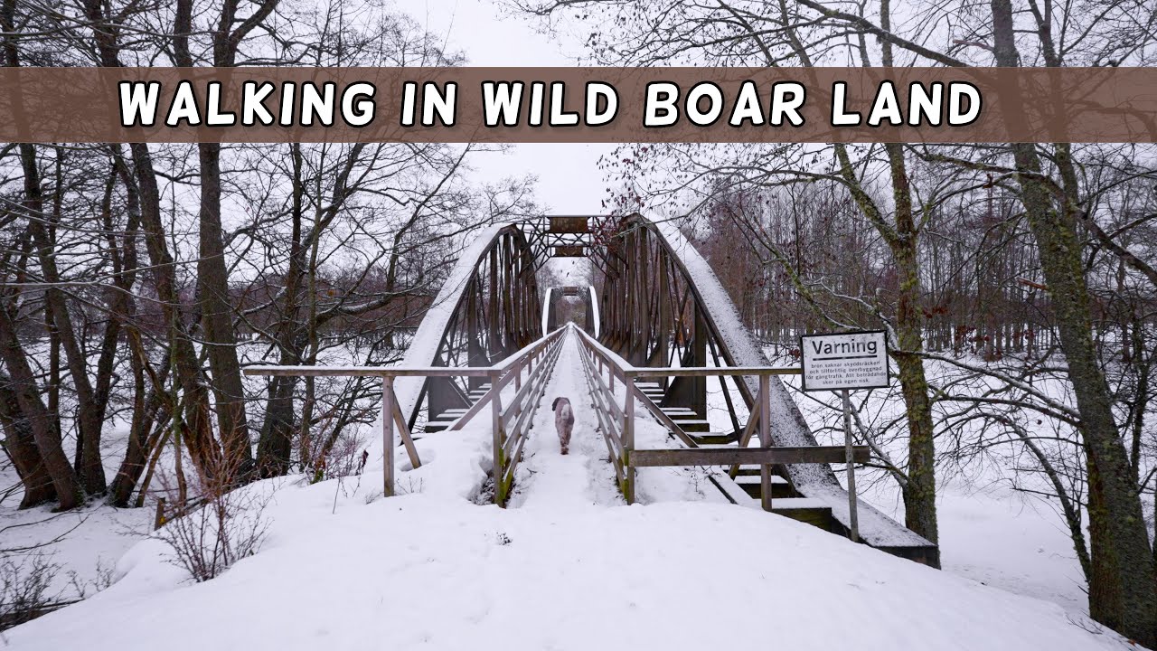 Uncovering Wild Boar Tracks: A Curious Walking Tour 4K - YouTube