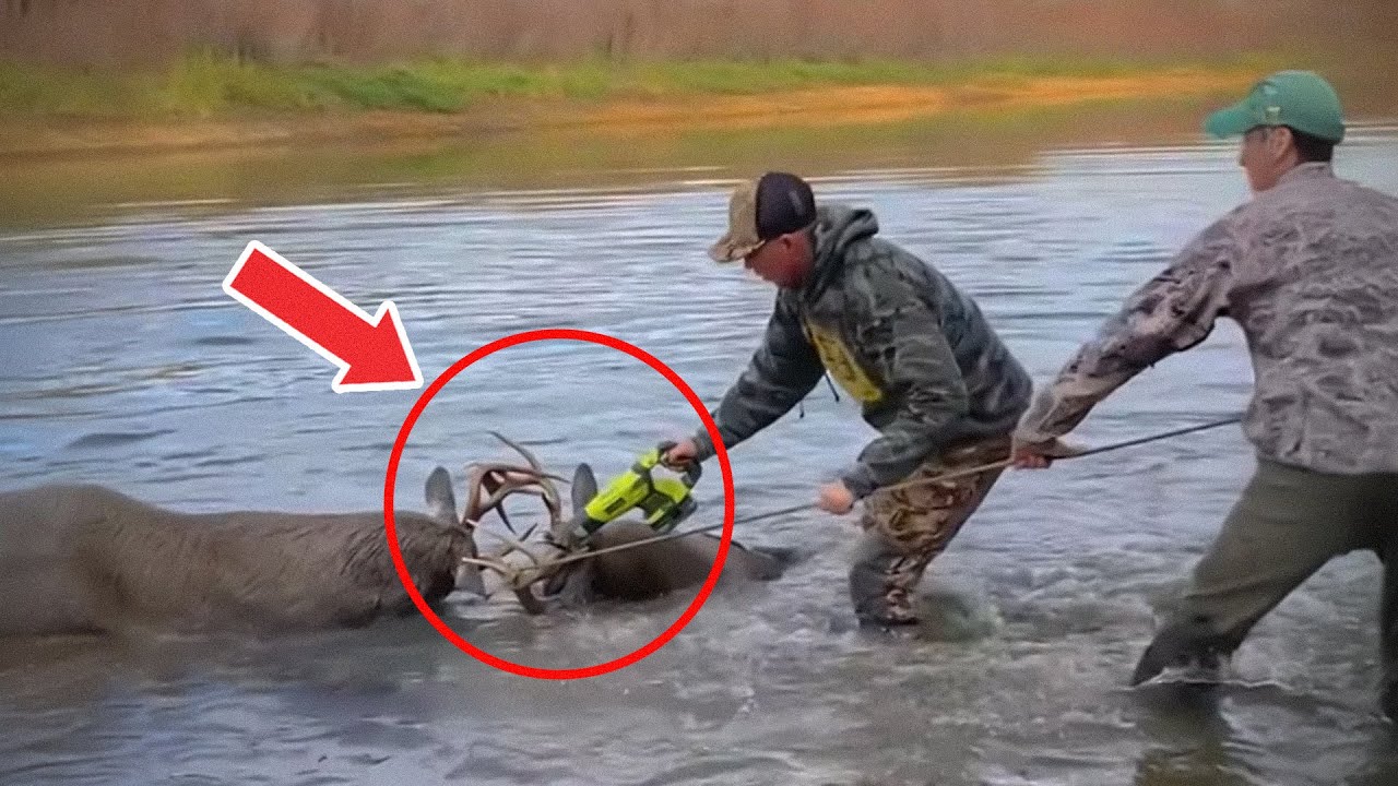 A Brave Biologist Spots Two Young Deer With Their Antlers Tangled ...
