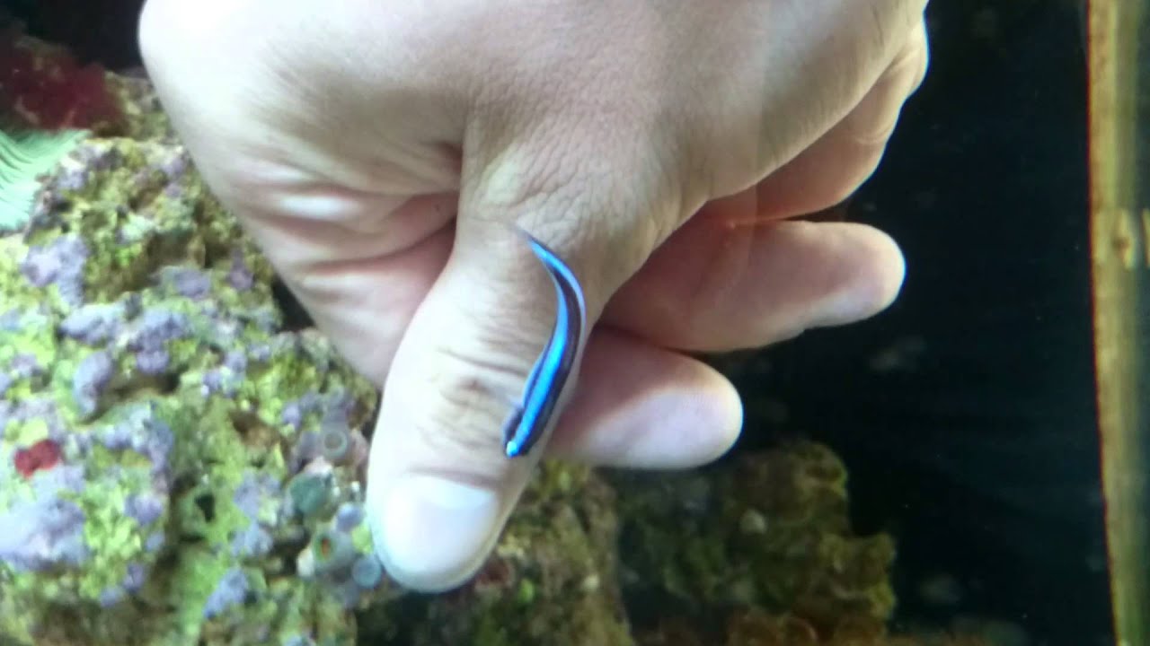 Neon Goby Hand Cleaning - YouTube