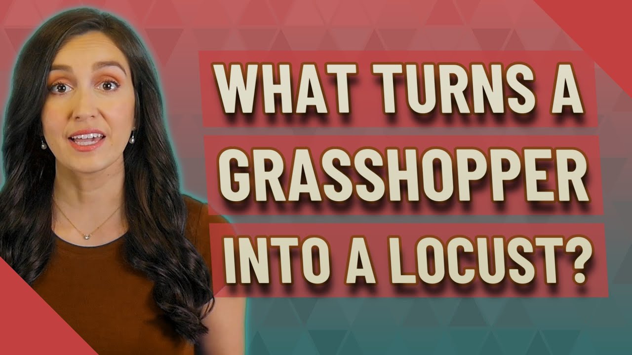 What turns a grasshopper into a locust? - YouTube