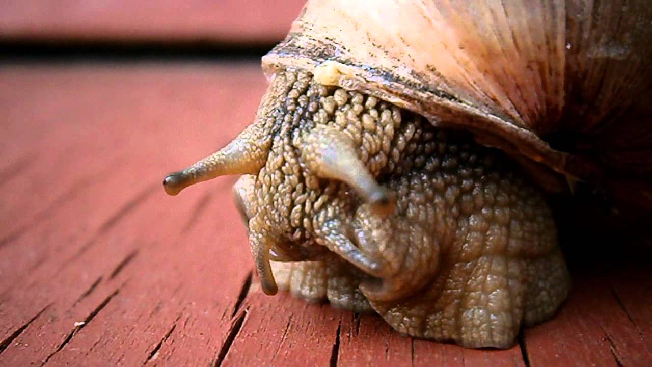 Slow snail in macro [ OLYMPUS VG-120 ] HD 720p - YouTube