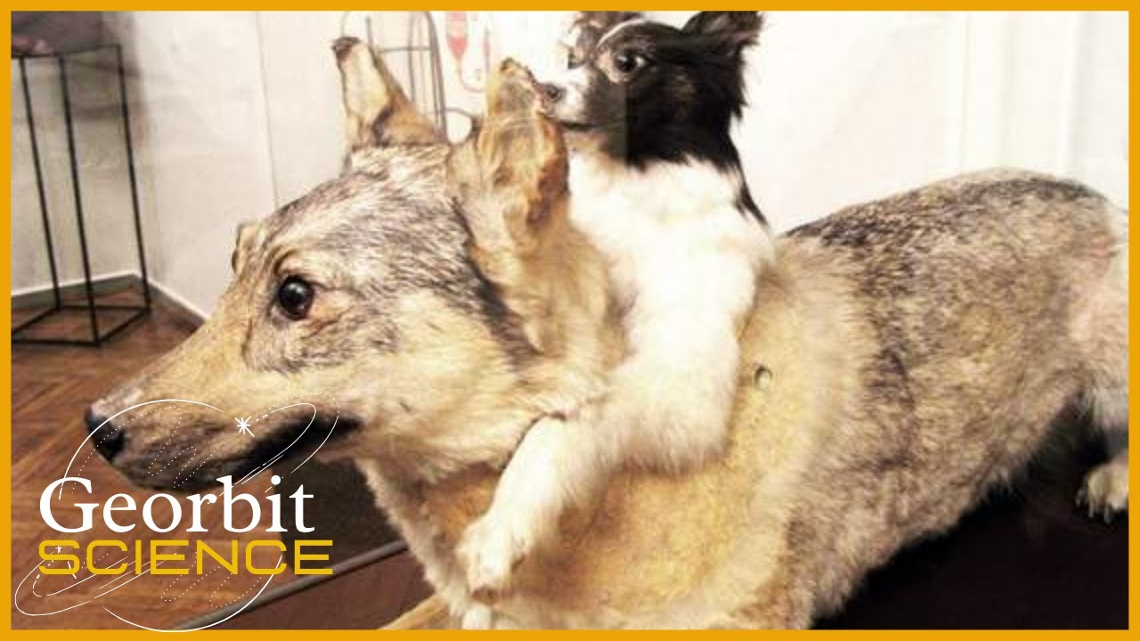 Vladimir Demikhov - Soviet Scientist Who Made A Two Headed Dog - YouTube