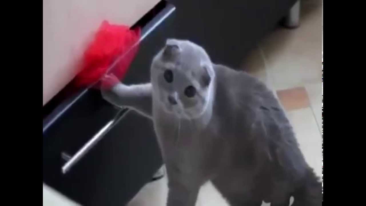 Gato sorprendido robando comida - YouTube