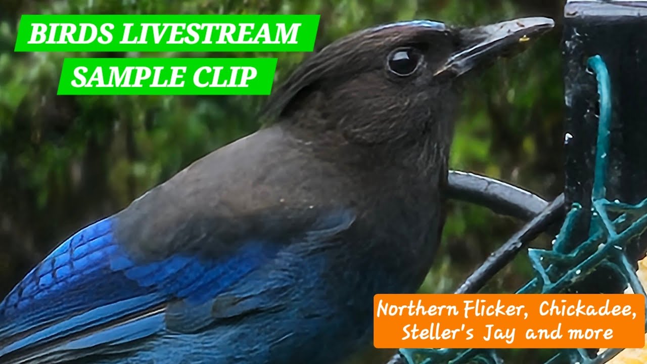 Sample Birds From Vertical Livestream Test - YouTube