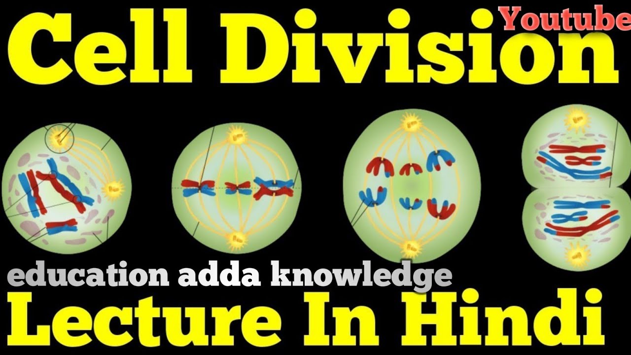 #cell division in flow chart #12th class biology cytokinesis - YouTube