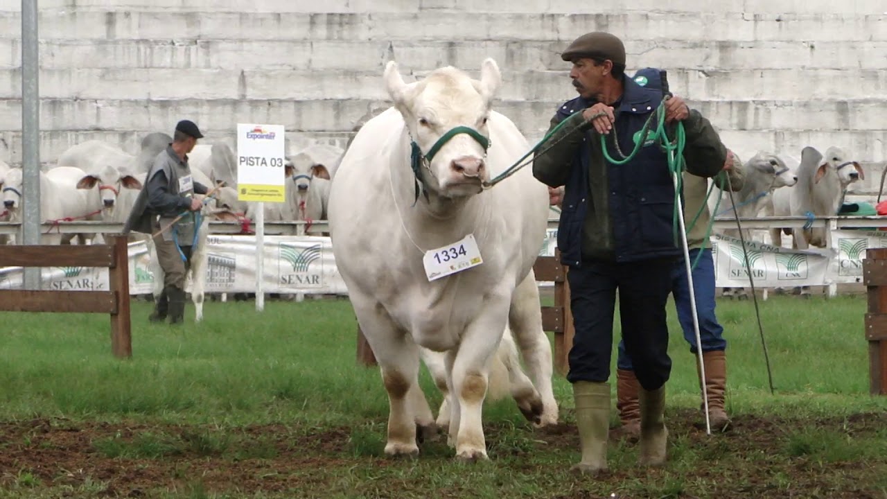 Expointer 2012: Campeonato vaca adulta da raça Charolês - YouTube