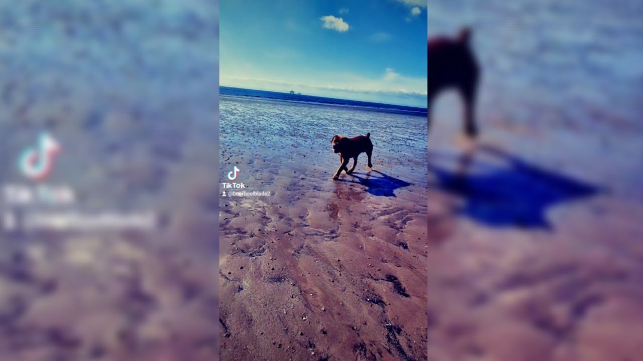 boerboel blade & aria 612 - YouTube