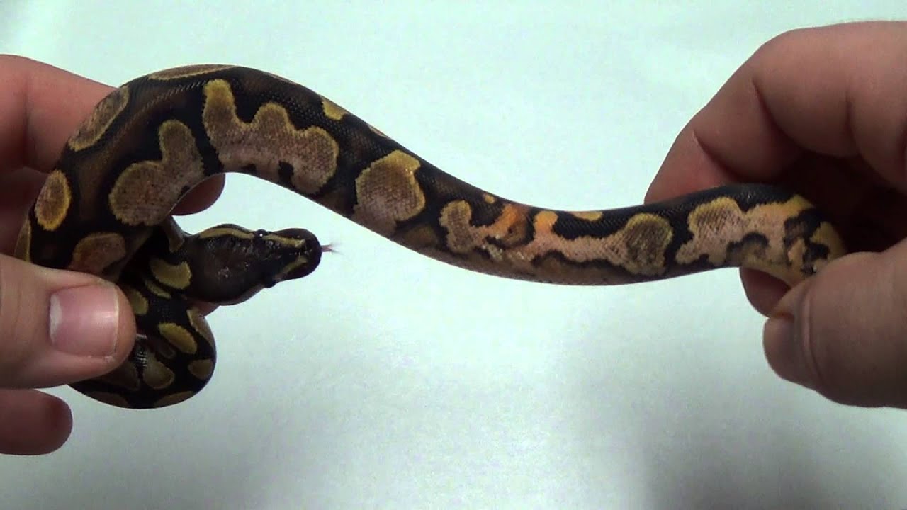 2013 Holdbacks and a few new pick ups. - YouTube