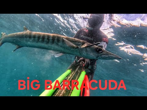 DEV BARRACUDA BALIĞI 