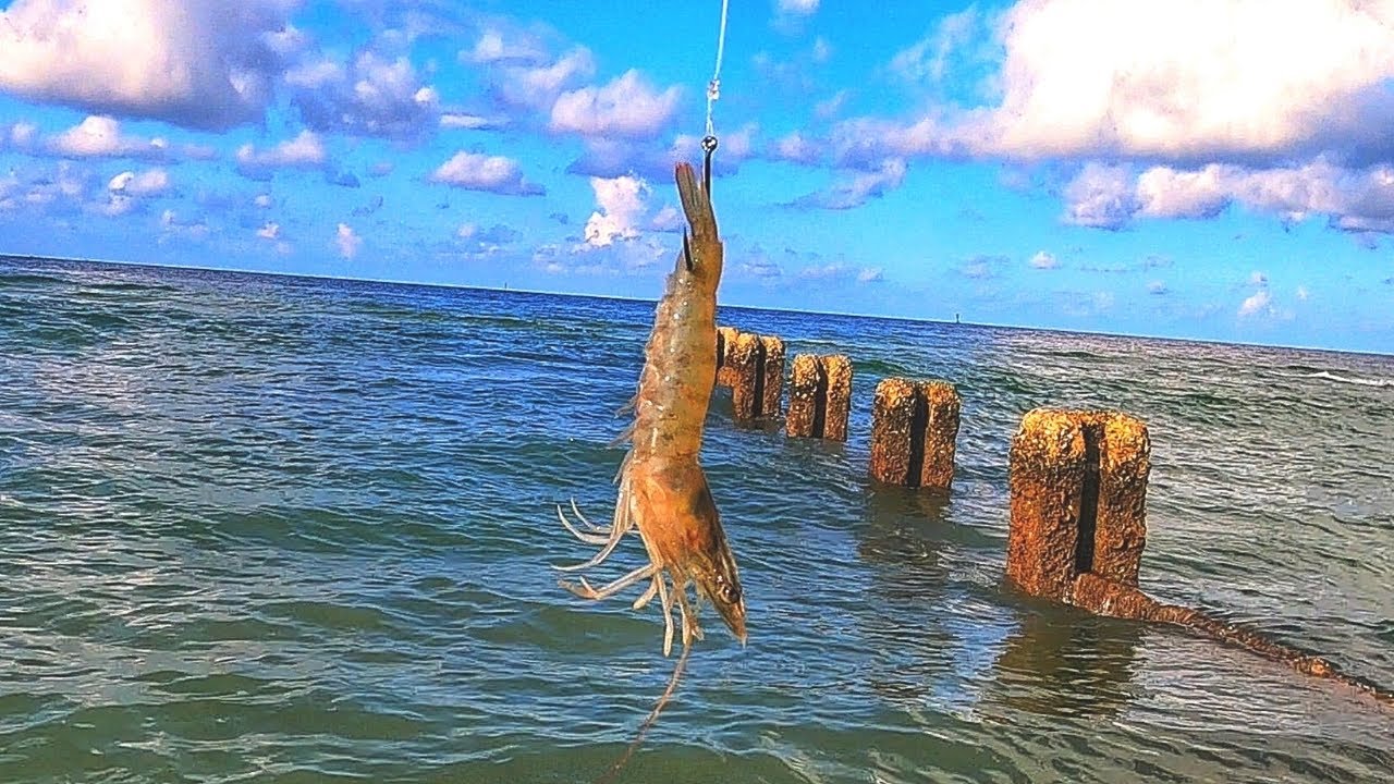I FINALLY Caught This Fish Off The Beach In Tampa Bay (New Species ...