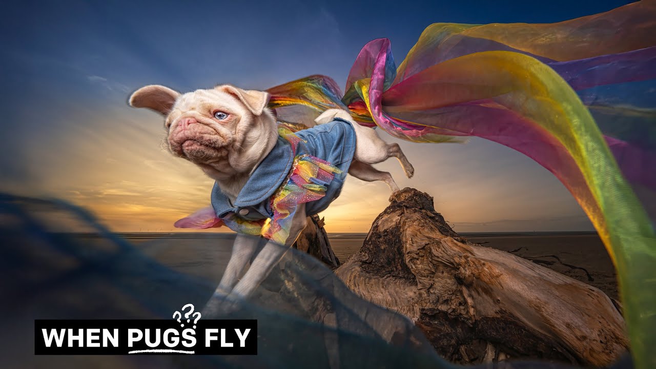 Photographing MILKSHAKE THE PUG and Dumpling, the Flying Pug Sensation ...