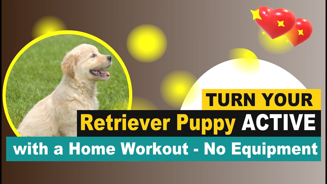 Turn Your Puppy ACTIVE😮😍 with a Home Workout - No Fancy Equipments घर ...