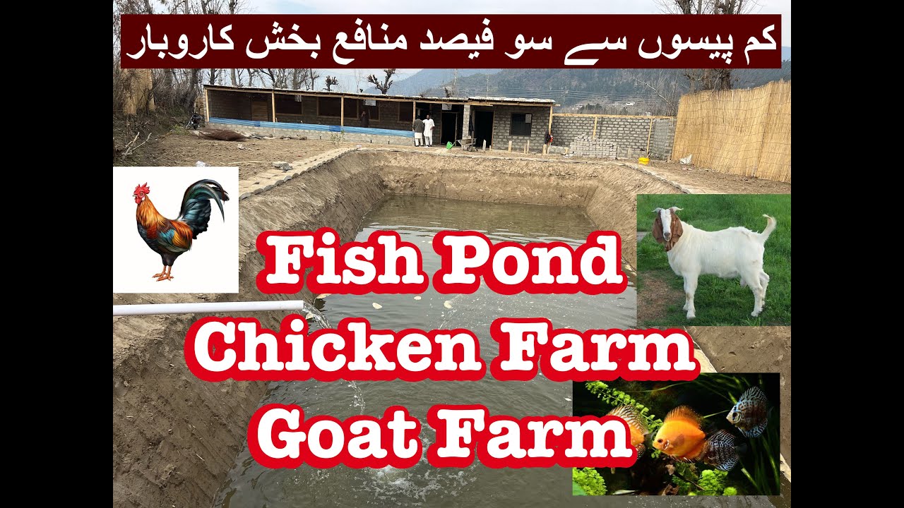 Low Investment Poultry Farm Goat Shade Fish Pond |Three in One| New ...