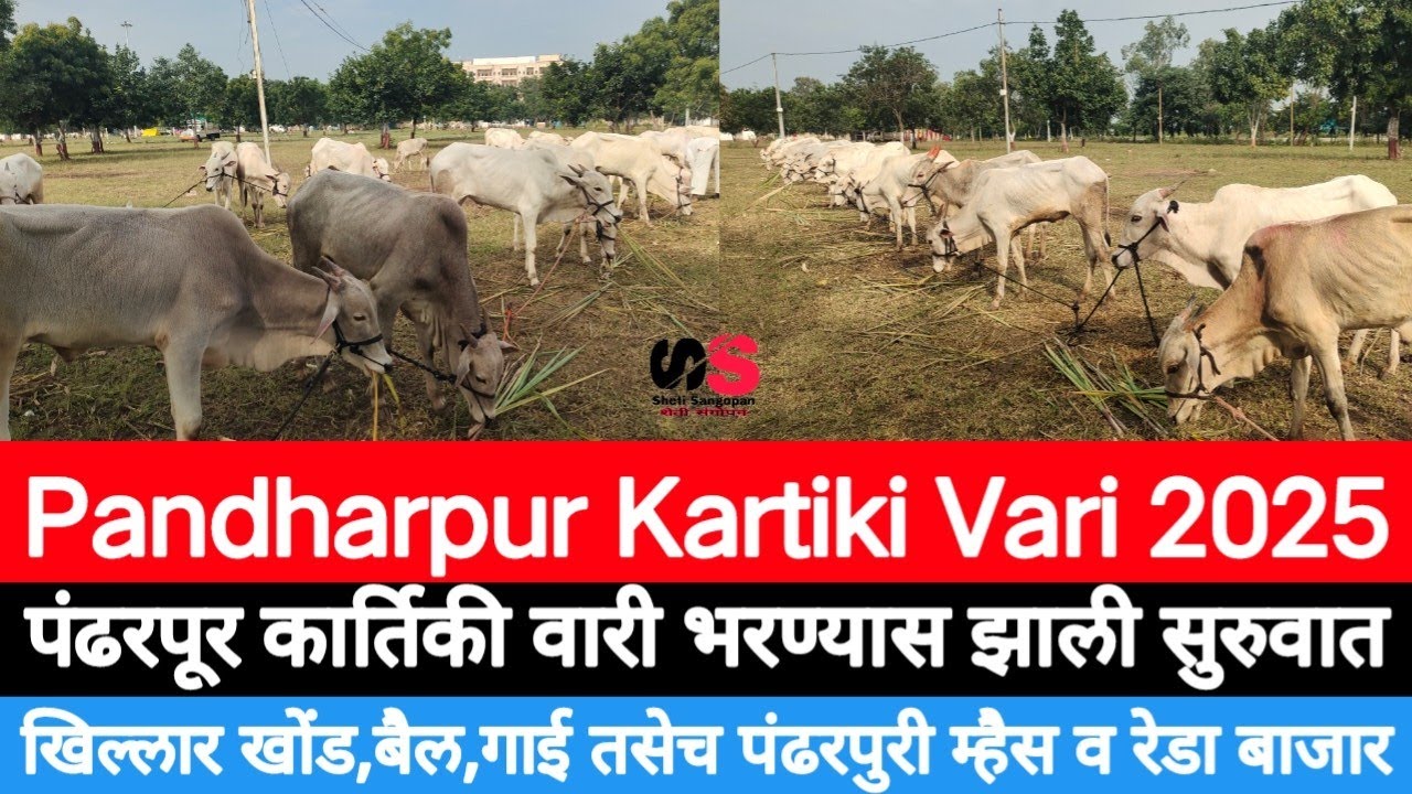 पंढरपूर कार्तिकी वारी 2025 खिल्लार बाजार भरण्यास सुरुवात Pandharpur ...