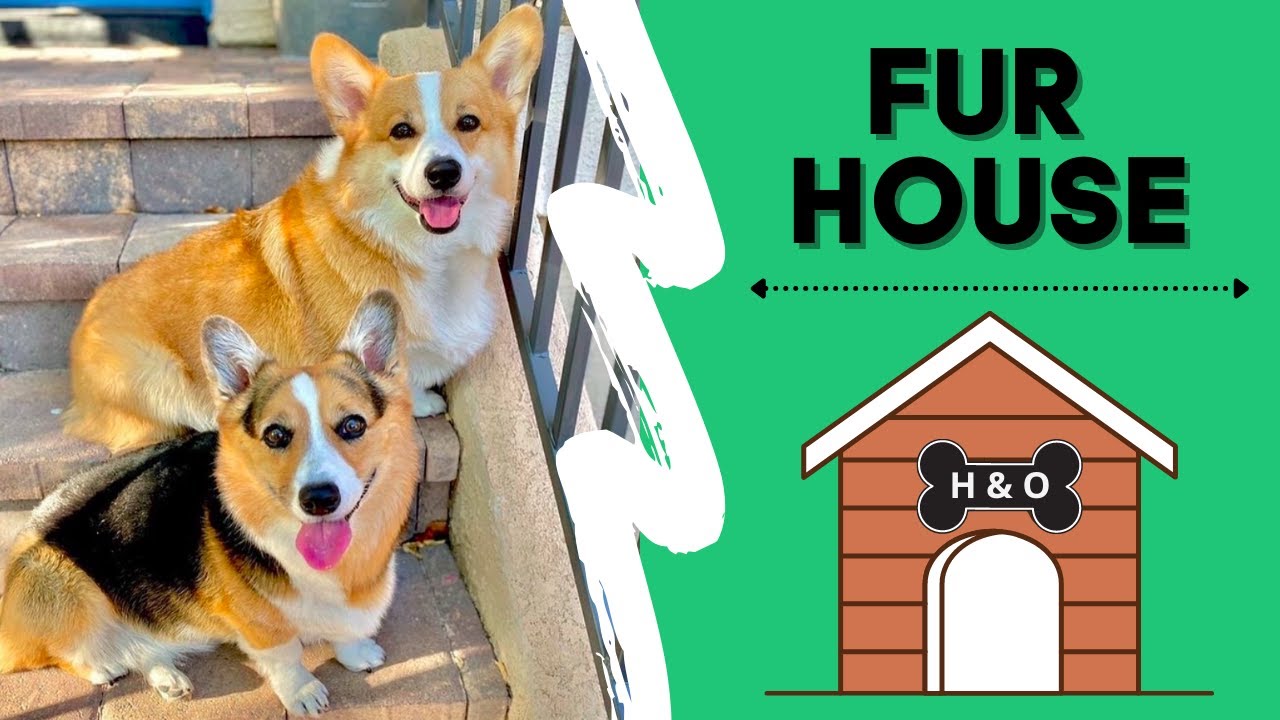 Fur House with Corgis! | Hammy & Olivia - YouTube