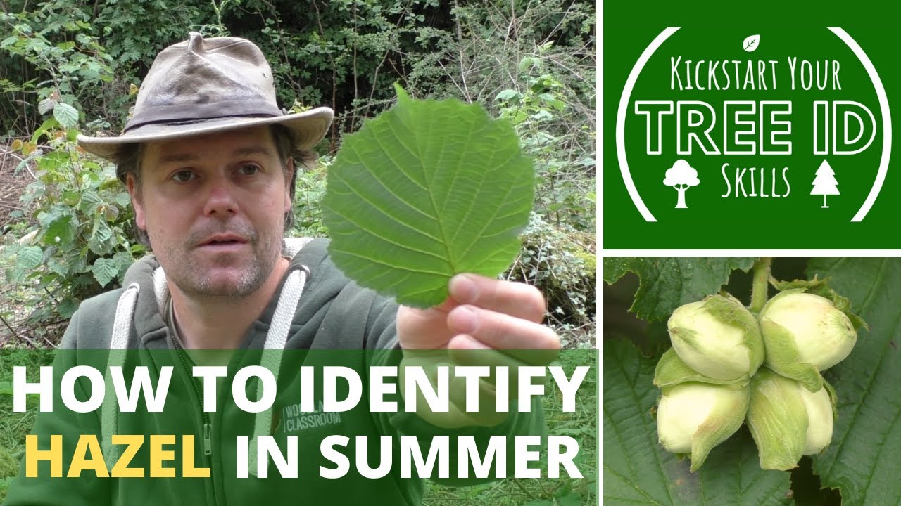 How To Identify Hazel in Summer - YouTube