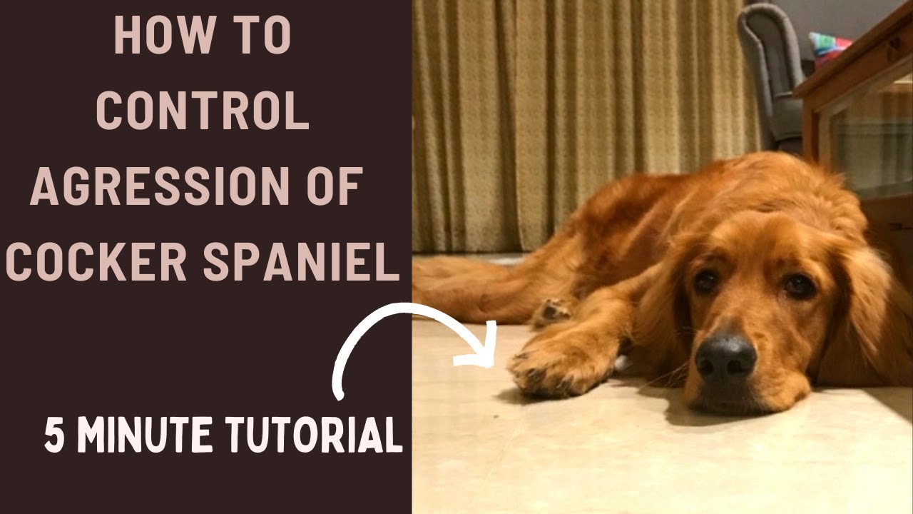 How To Control Aggression Of Cocker Spaniel || 1 Year Old Cocker ...