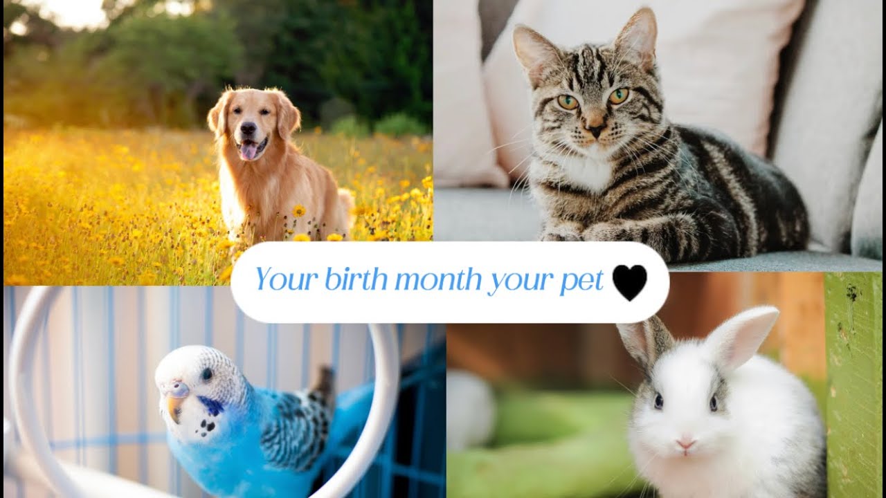 Your birth month your pet - YouTube