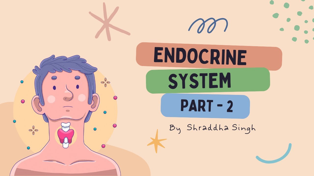 Endocrine System | Part - 2 - YouTube